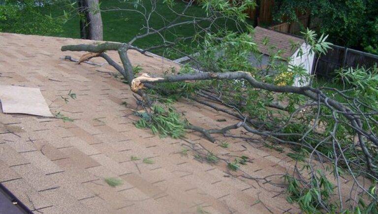 What To Do When A Tree Falls On Your Roof | RoofPRO